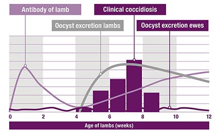 Helpful information on Coccidiosis as a disease | Elanco