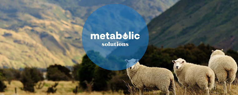Metabolic Solutions – Metabolic Disease in Sheep