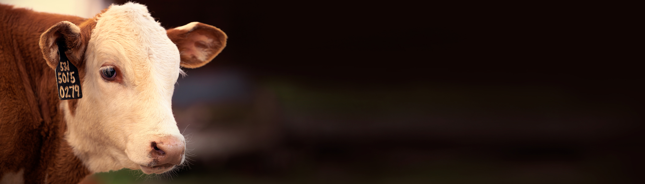 Understanding the Signs and Symptoms of BRD