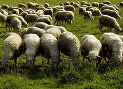 Information on sheep scab caused by mange mites and control