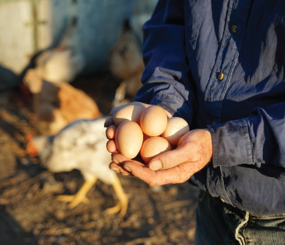 Poultry product directory | Elanco Farm Animals