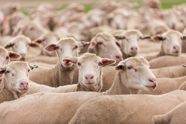 Blowfly Treatment for Sheep | Elanco CLiK™