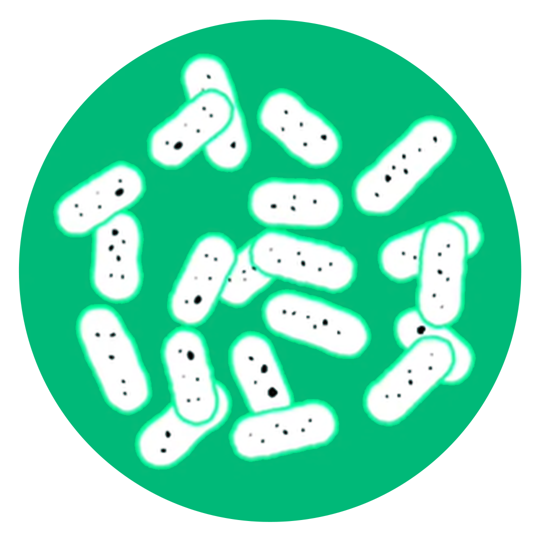 Pradalex (pradofloxacin injection) Beef Product Page