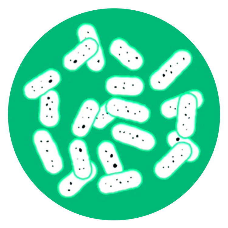 Pradalex (pradofloxacin injection) Beef Product Page