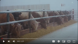 Elanco | Beef | Experior