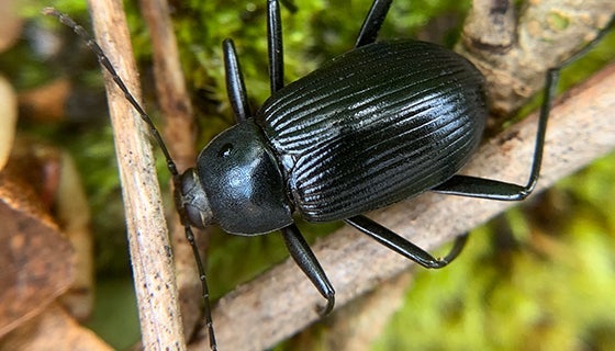 BeetleShield 6 | Poultry Insecticides | Elanco US