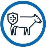Products and services for healthy beef cattle | Elanco