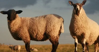 Information on Sheep Ticks and Control with Crovect™