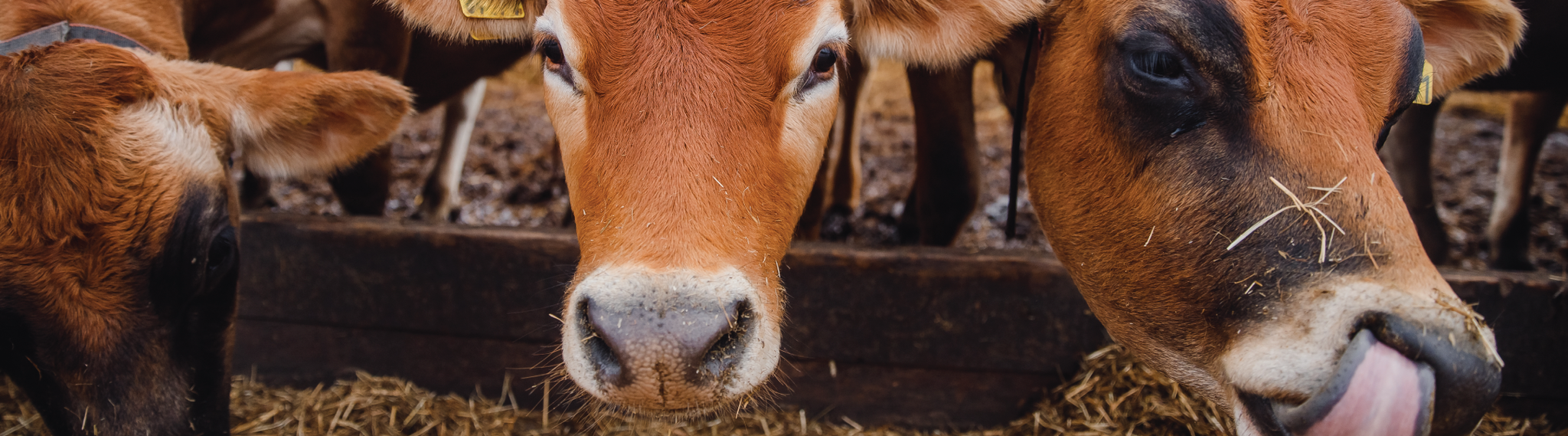 Productos, recursos y programas para un ganado vacuno sano