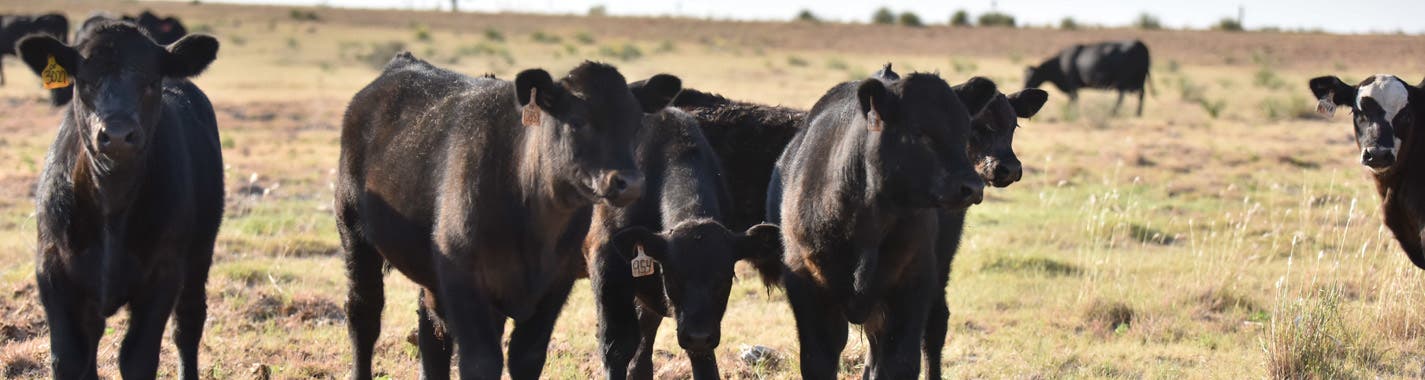 Compudose® | Improved Cattle Feed Efficiency & ADG