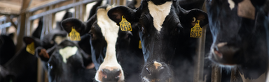 Dairy Sustainability First to Know