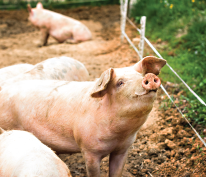 Products, Resources and Programs for Healthy Swine | Elanco