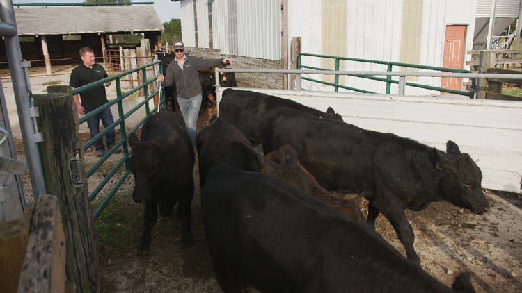 Elanco | Beef | Optaflexx