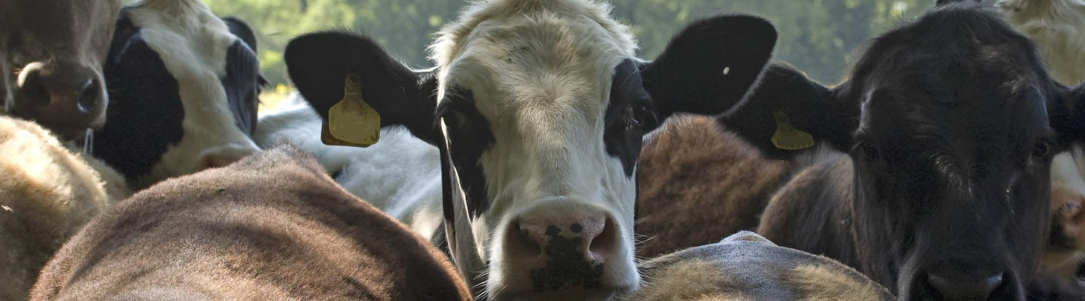 Info on Flies, Mange & Lice Cattle Ectoparasites | Elanco