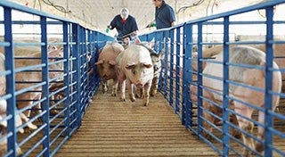 Elanco | Farm Animals