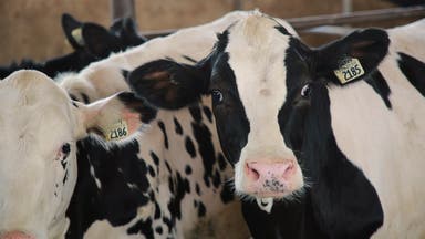 Dairy Youngstock | Elanco