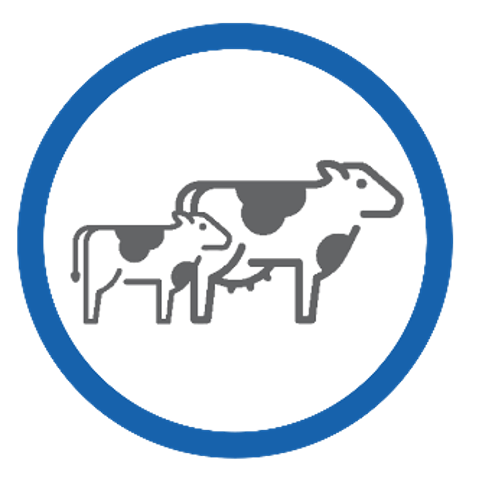 Ovuprost™ for Cows, Mares and Sows | Elanco Farm Animal NZ