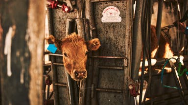 Elanco | Beef | Stocker Cattle