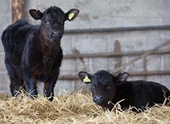 Information on the Causes of Cattle Coccidiosis