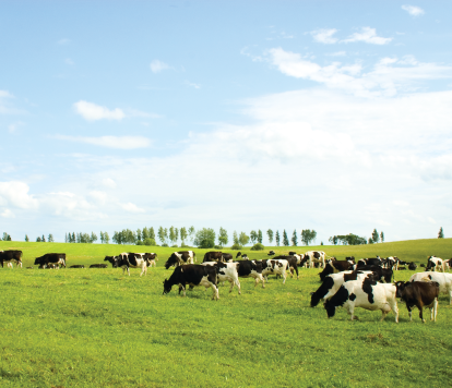 Directorio de productos lácteos | Elanco Animales de Granja