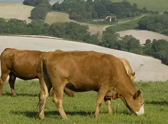 Advice on Cattle Turnout Parasite Control Treatment
