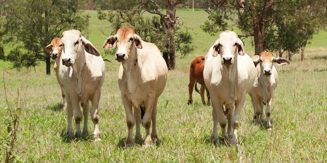 Products, Resources and Programs for Healthy Beef Cattle