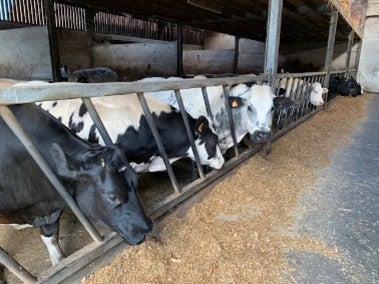 Acidose du rumen : comment en gérer les effets?