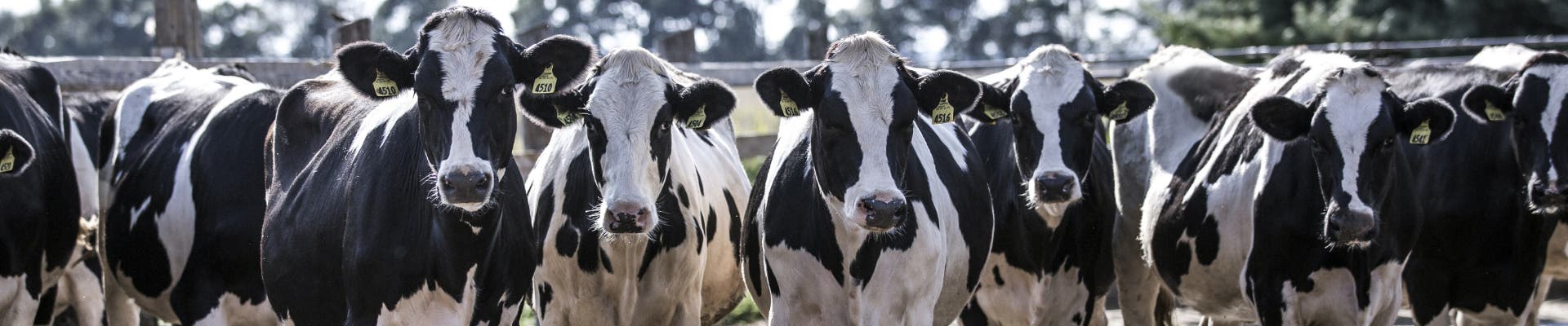 Master Guard | Combination Vaccine