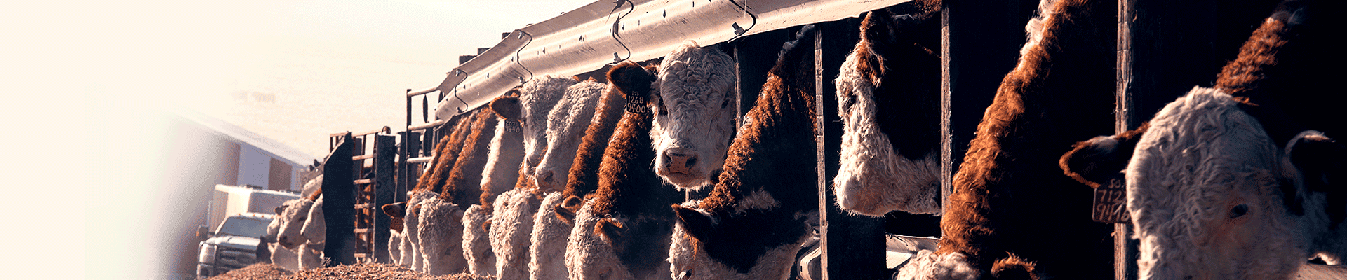 Elanco I Dairy I Optaflexx®