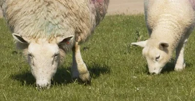 Elanco Products & Strategies to Control Parasites in Sheep