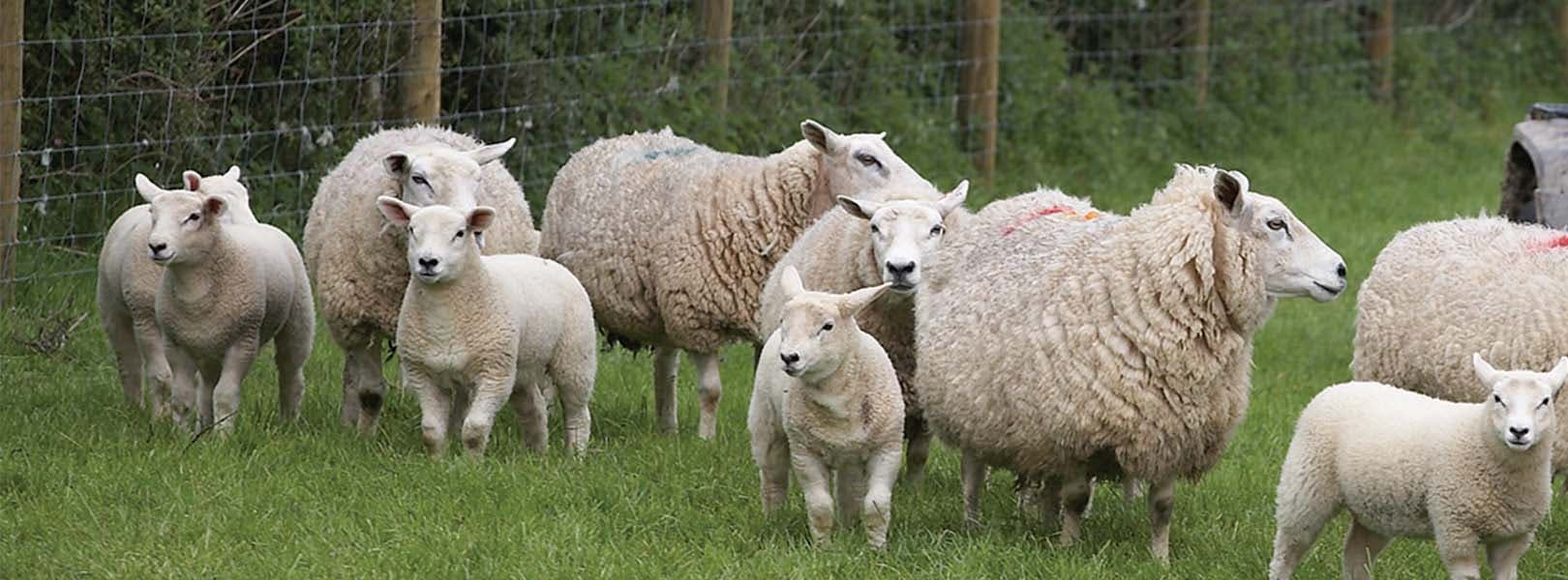 Information on sheep scab caused by mange mites and control