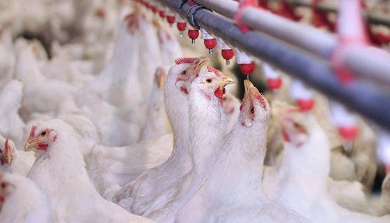 Tylan Soluble | Poultry | Elanco US