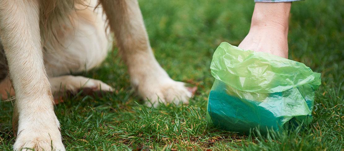 Wat de ontlasting van je hond of kat over zijn gezondheid aangeeft