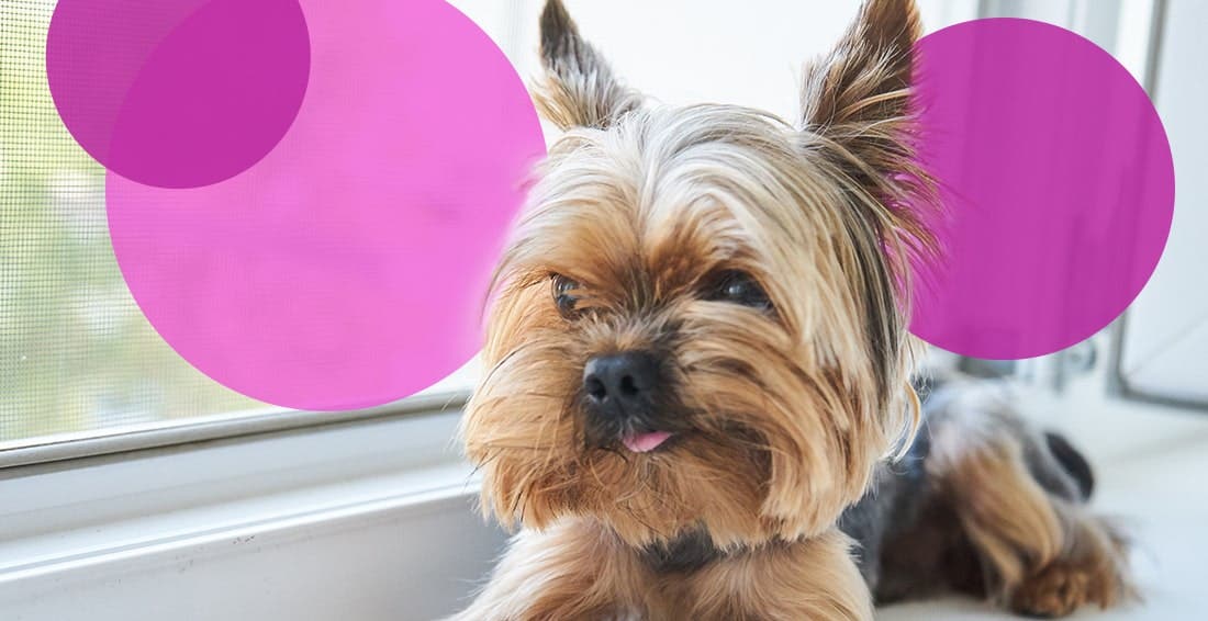 Breed Profile: Yorkshire Terrier