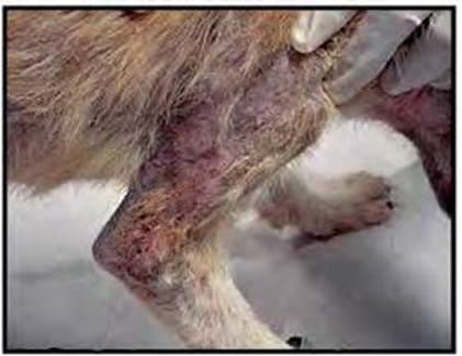 The Ultimate Guide to Mange on Dogs: Signs, Treatment, Prevention