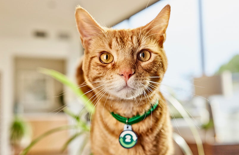 Advantage XD: Feline flea protection sourced from nature