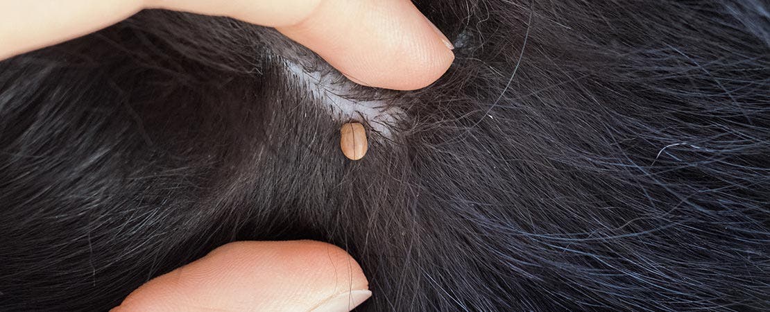 How to Tell If Your Dog Has a Scab, Tick or Skin Tag