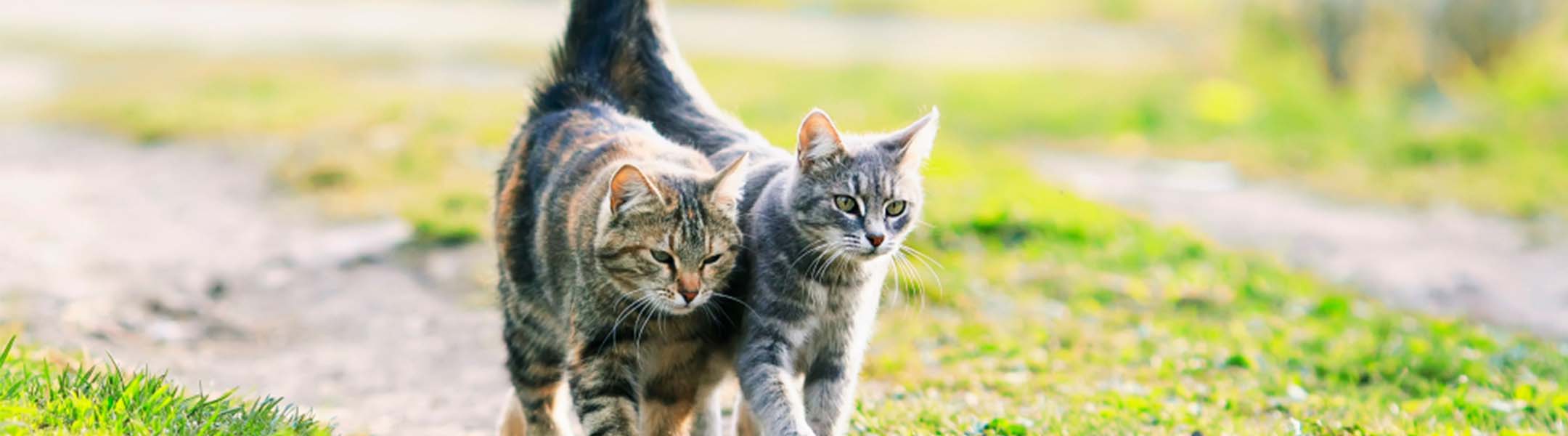 Kattentaal: wat communiceert een kat met zijn geluidjes