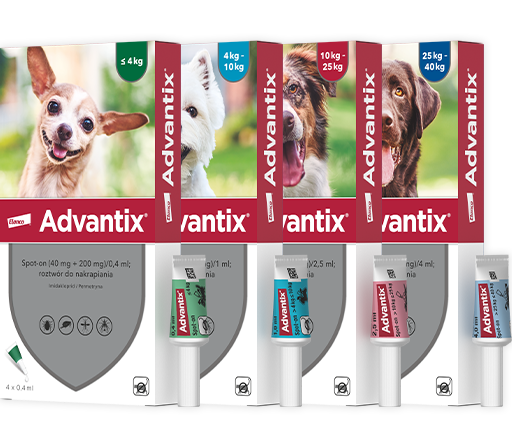 Advantix dla psów - krople na pchły, kleszcze i komary