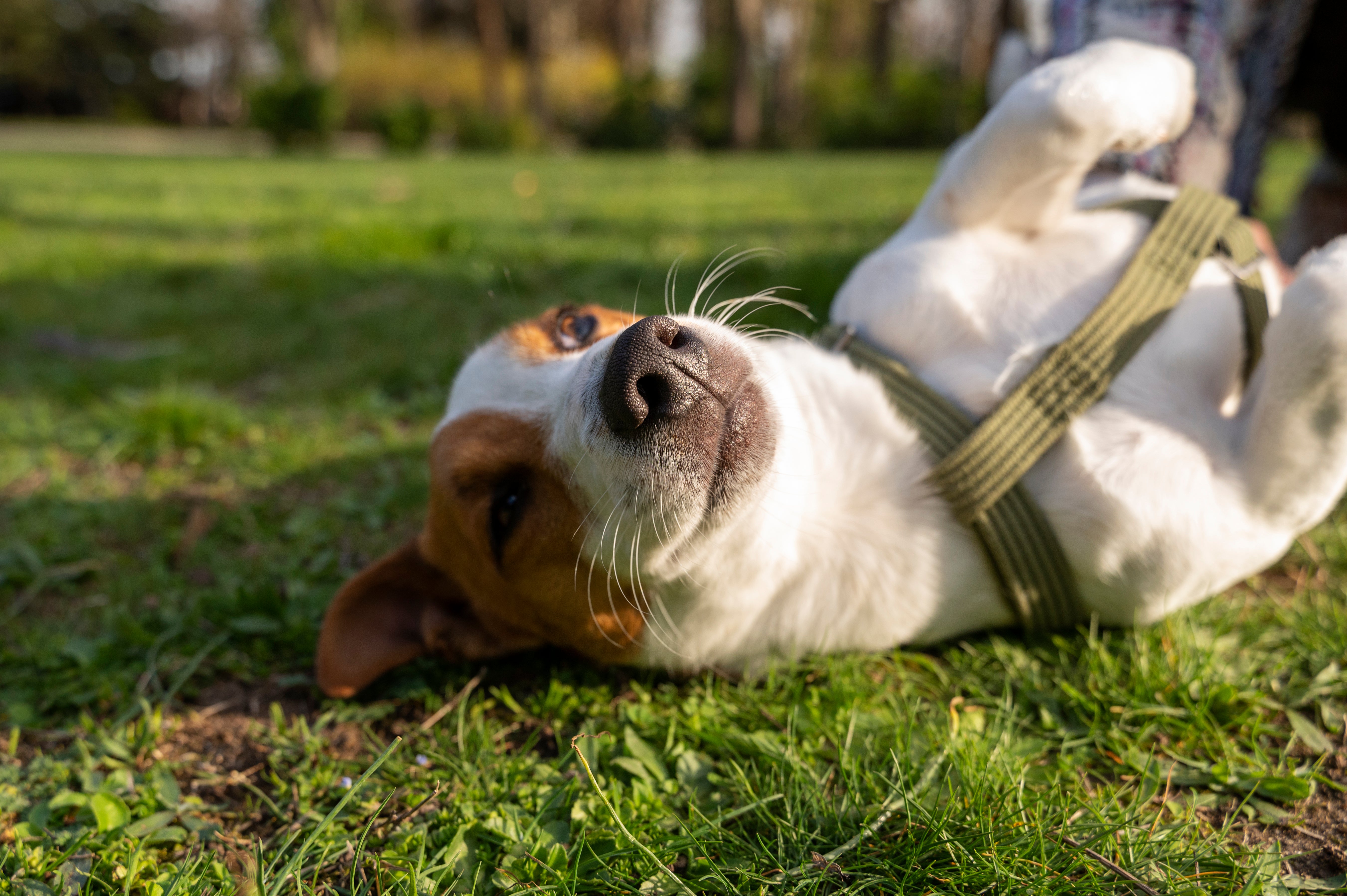 As 10 Raças de Cachorros mais Populares do Brasil