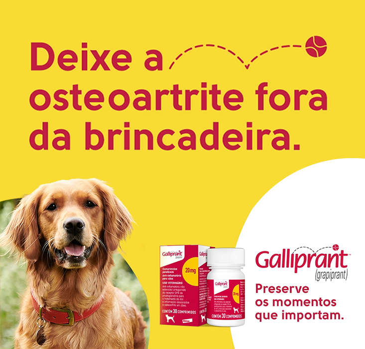 Galliprant™ tratamento eficaz para osteoartrite canina.
