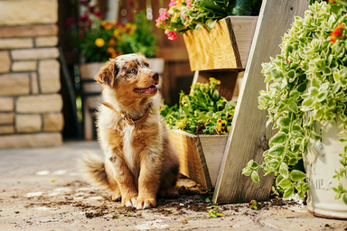 Credelio® (lotilaner) for Dogs