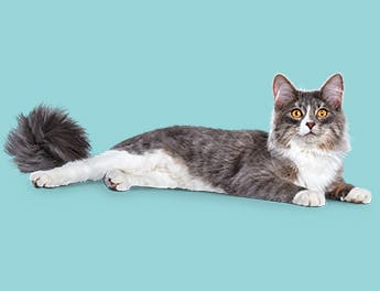 Pet Pain Management after Surgery with NOCITA™ | Elanco
