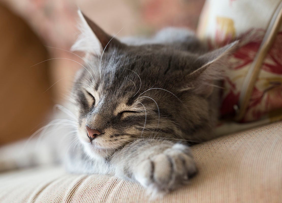 Les puces et les vers peuvent nuire à votre chat