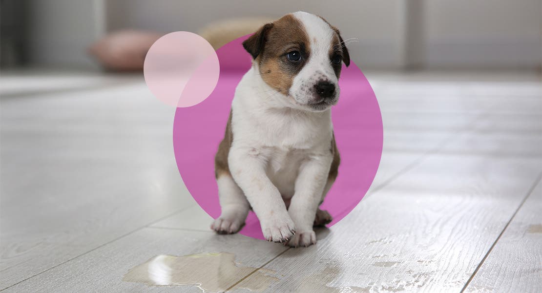 How to Potty Train a Puppy: Do’s and Don’ts