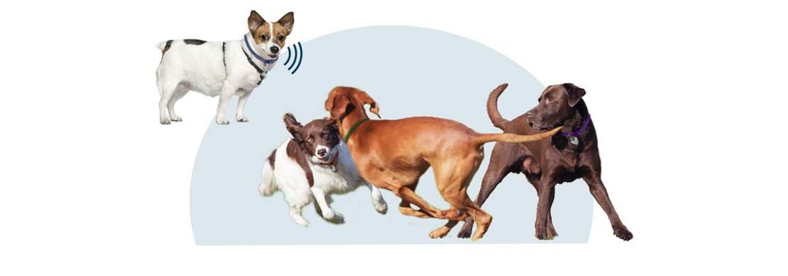 What’s Your Dog’s Play Style?