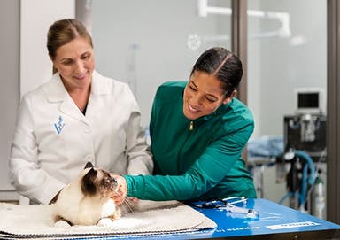 Zorbium™ for Cats: Postoperative Feline Pain Management