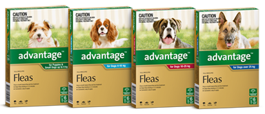 The real science behind flea treatments for your pet