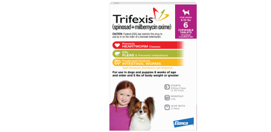 Fleas and Worms – How to Identify and Treat Them