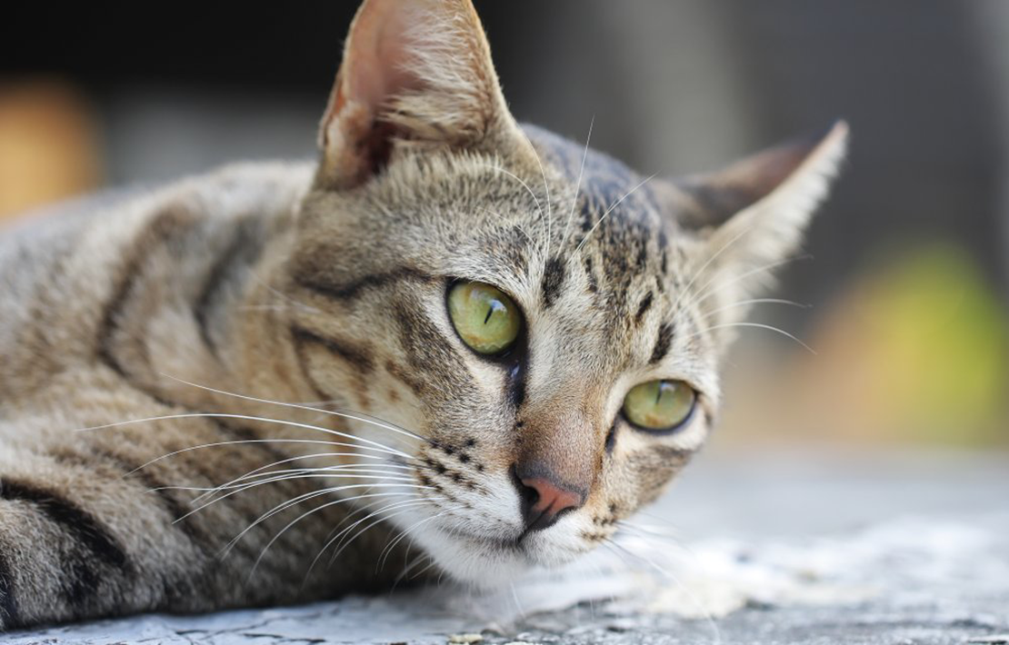 Pchła kocia, pchła psia, pchła ludzka - rozróżnienie, objawy ...